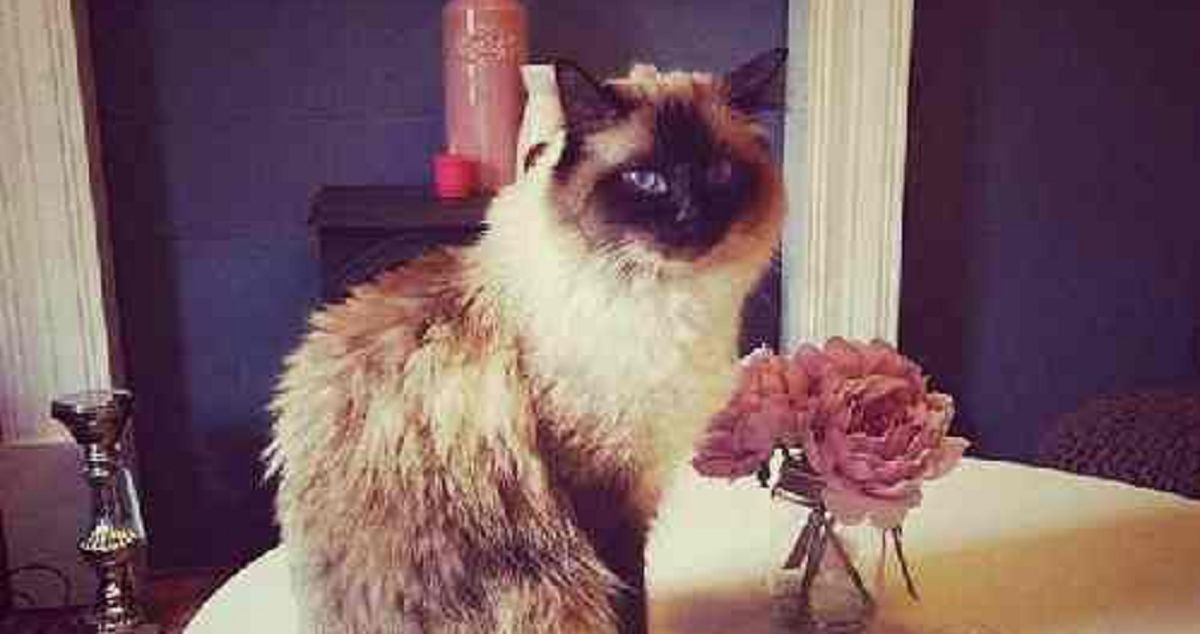 The good boyfriend quiz | Super Survey Maker