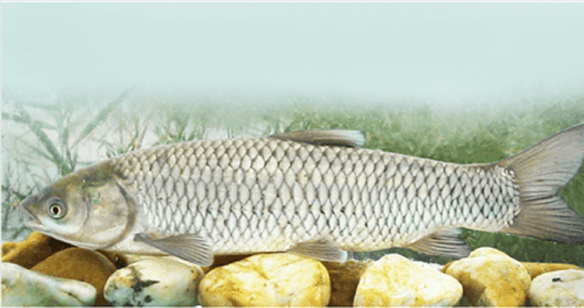 Halfelismerés | Take the Quiz | QuizMaker