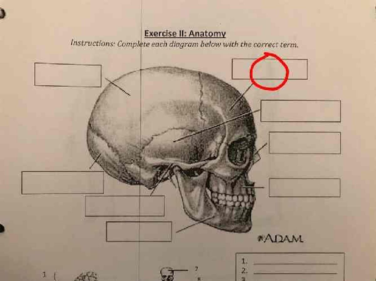 Skull | Take the Quiz | QuizMaker