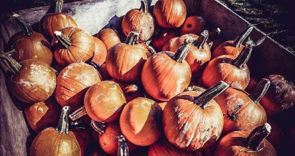 Do you have Fall Fever? | Take the Quiz | QuizMaker