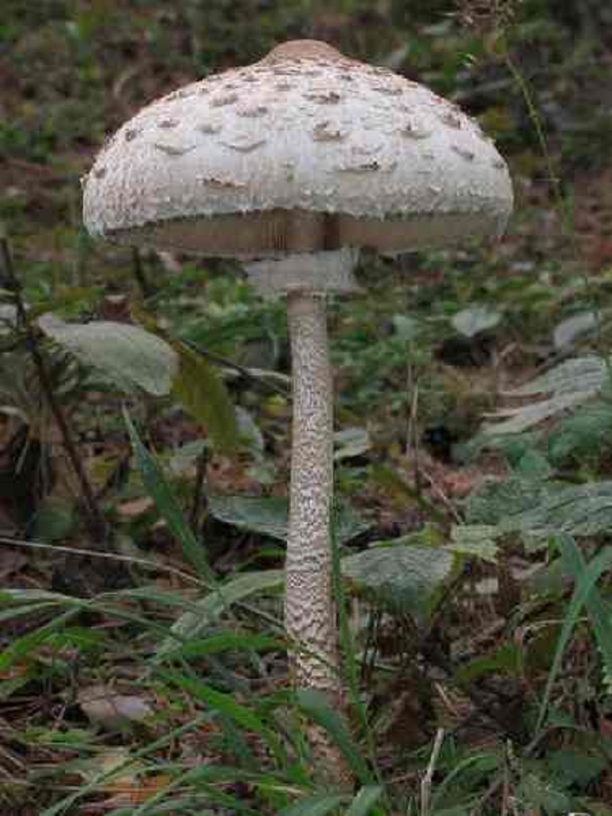 Houby | Take the Quiz | QuizMaker