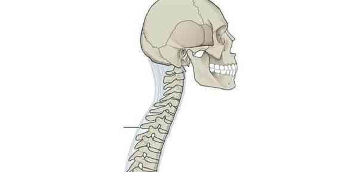 Mopec's Anatomy Quiz