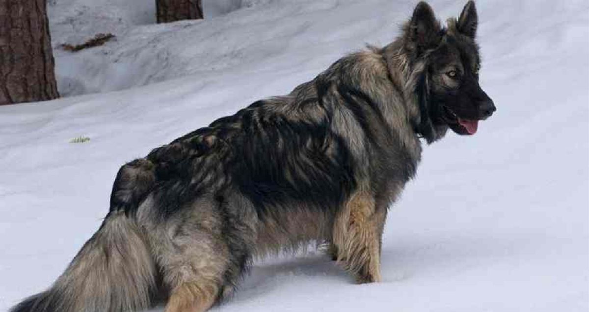 Can you guess the breed? | Take the Quiz | QuizMaker