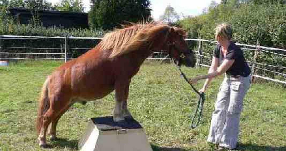 Pferde Quiz | Take the Quiz | QuizMaker