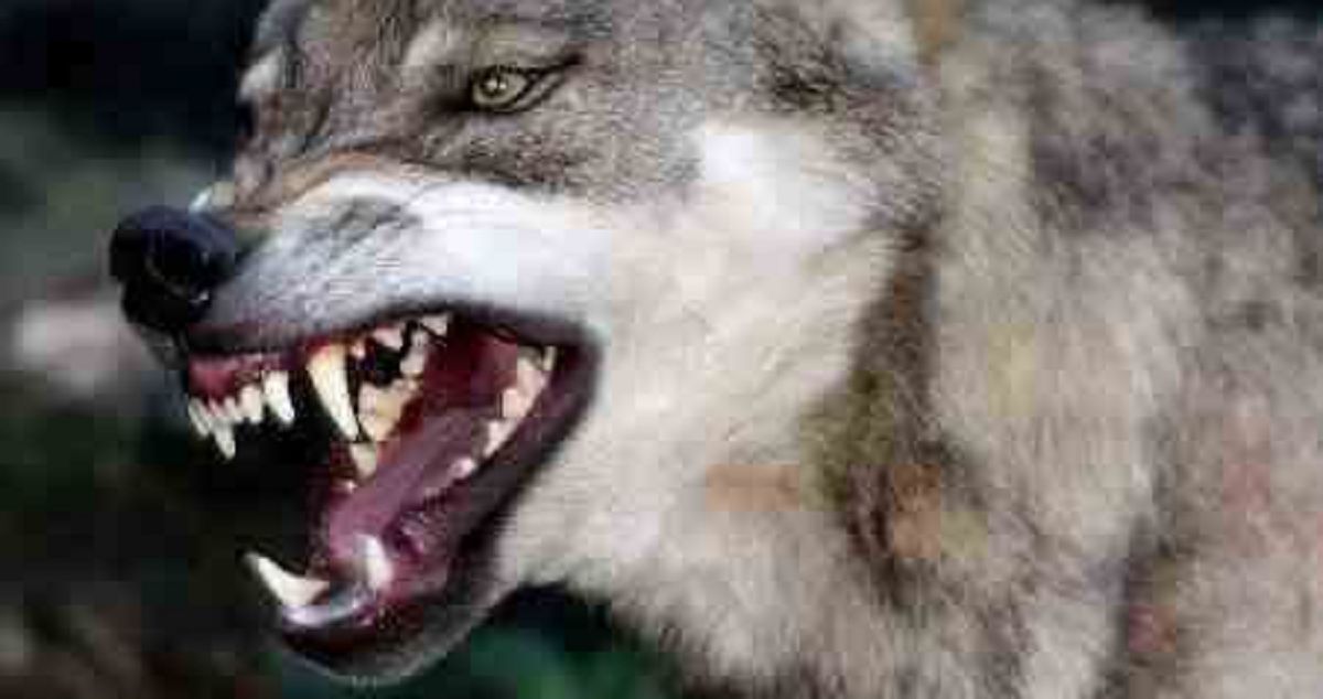 lobos | Take the Quiz | QuizMaker