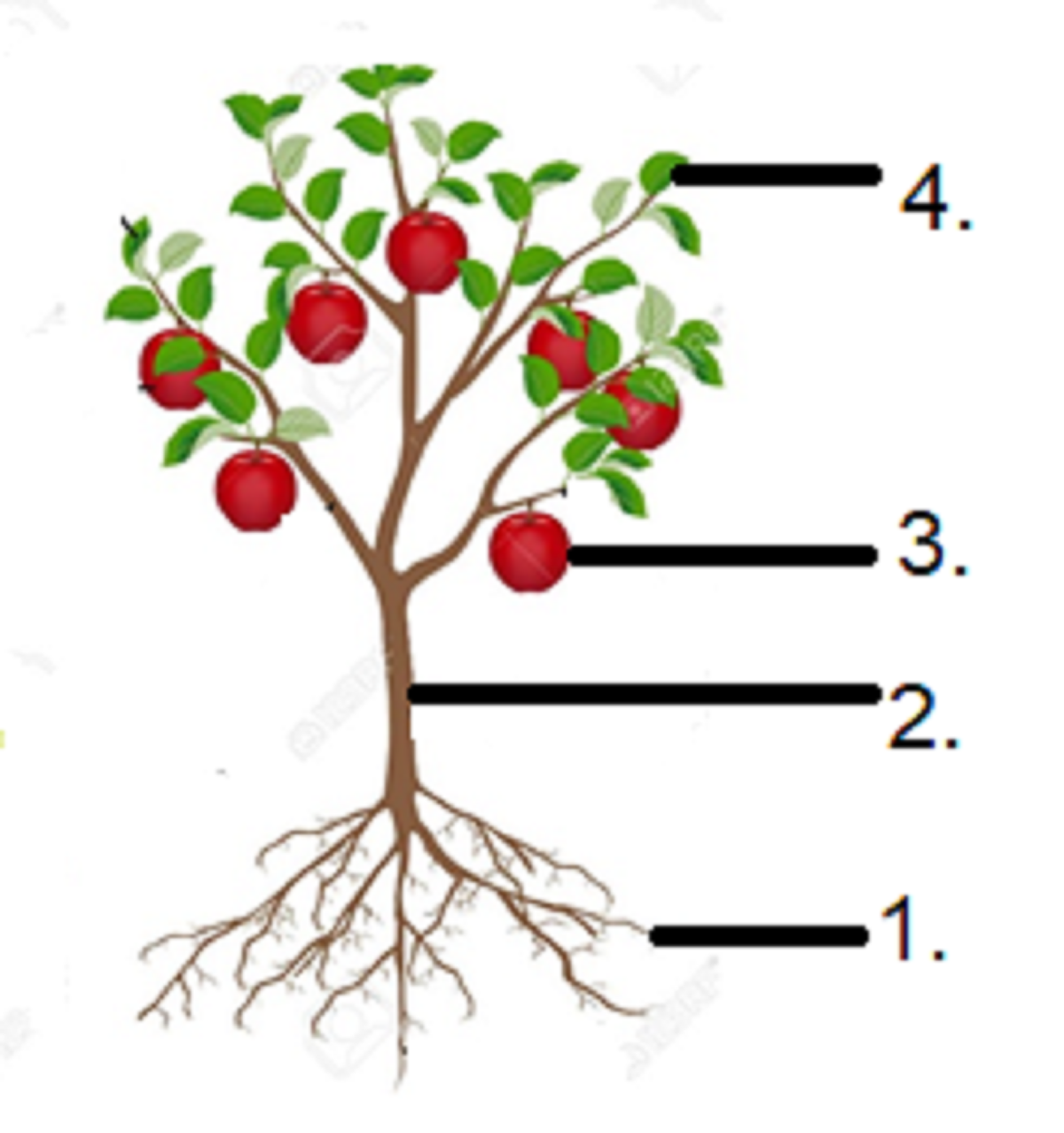 PONOVIMO - vse o rastlinah | Take the Quiz | QuizMaker