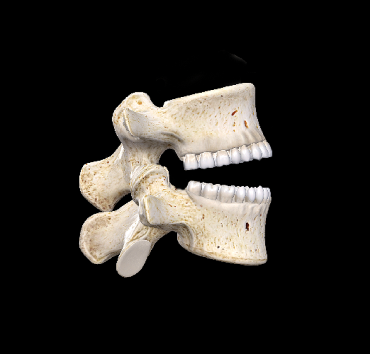 A gerinc anatómiája | Take the Quiz | QuizMaker