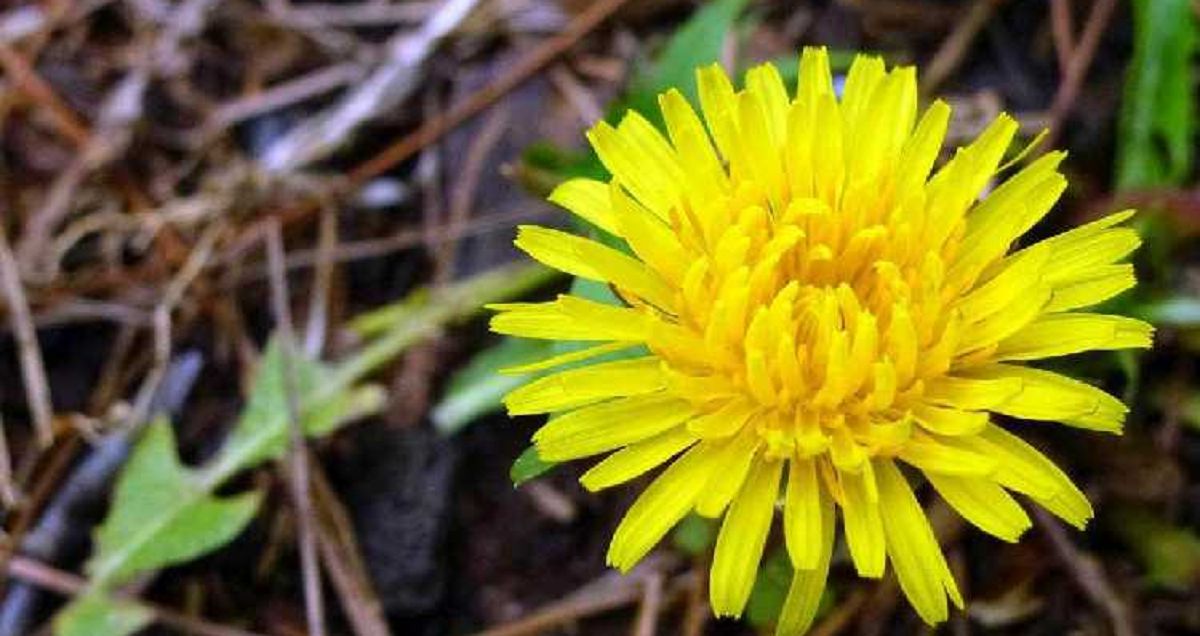 Test Your Compositae Mix Savvy- Which of these items might contain ...