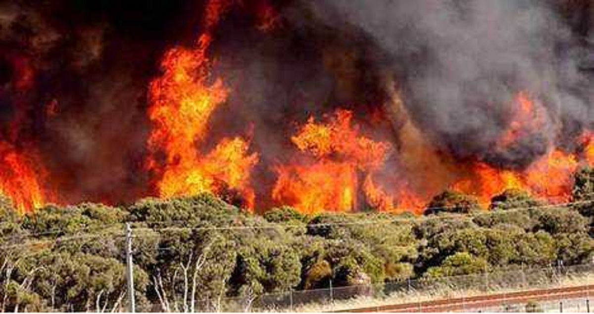 Bushfire Quiz!!! | Take the Quiz | QuizMaker