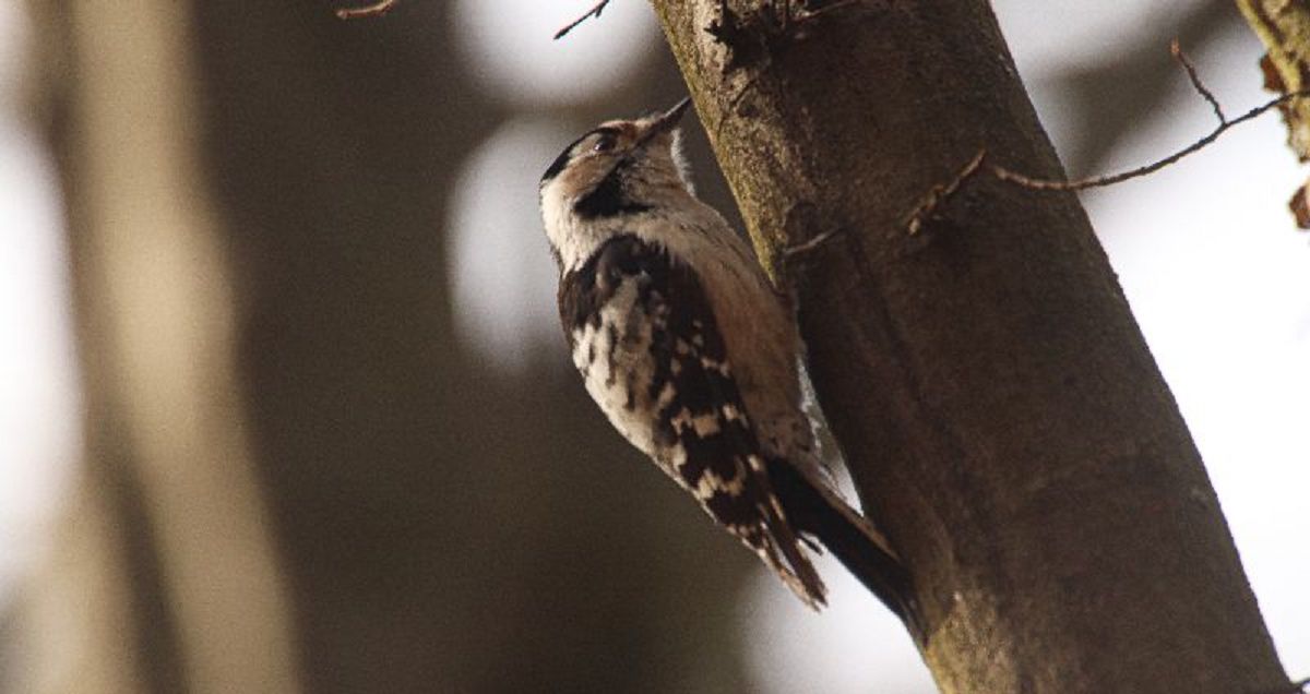 Koks tai genys? | Take the Quiz | QuizMaker