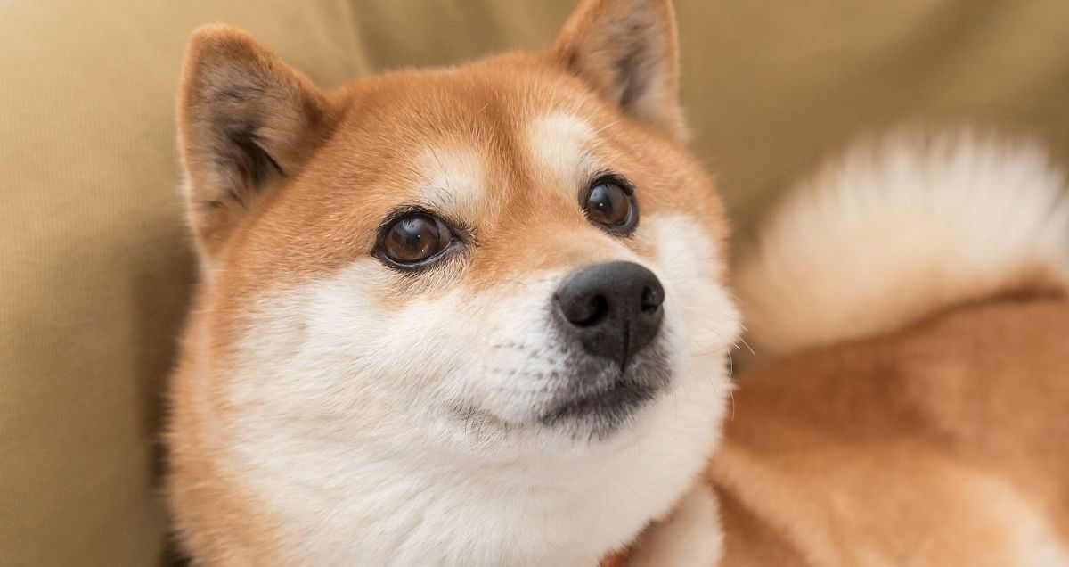 The Ultimate Meme Quiz | Take the Quiz | QuizMaker