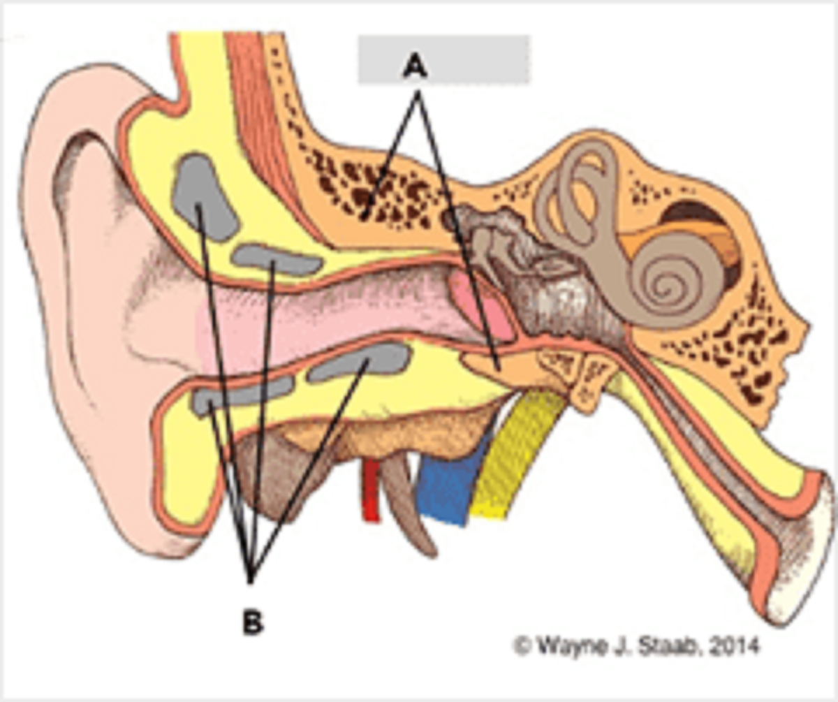 Anatomy of the Ear | Take the Quiz | QuizMaker